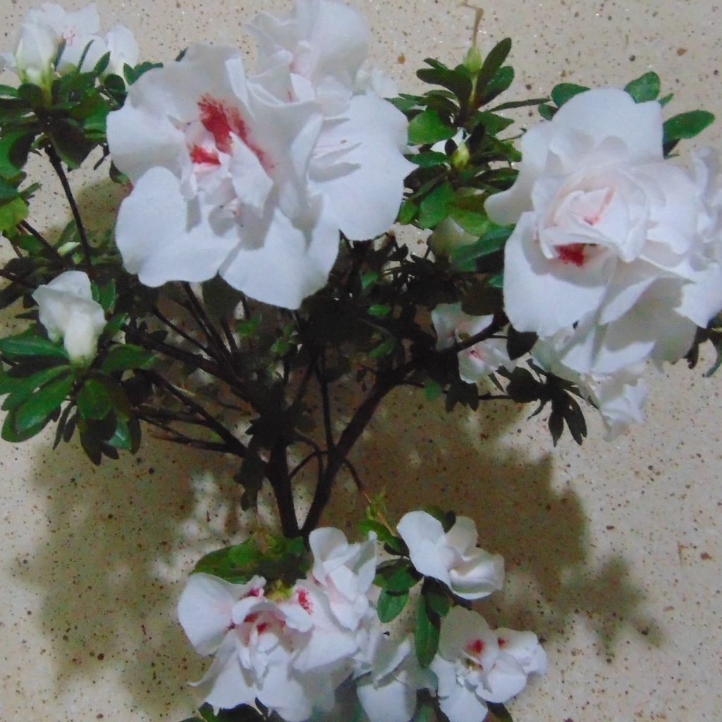 Ingrijire azalee - invata cum sa ingrijesti planta Rhododendron