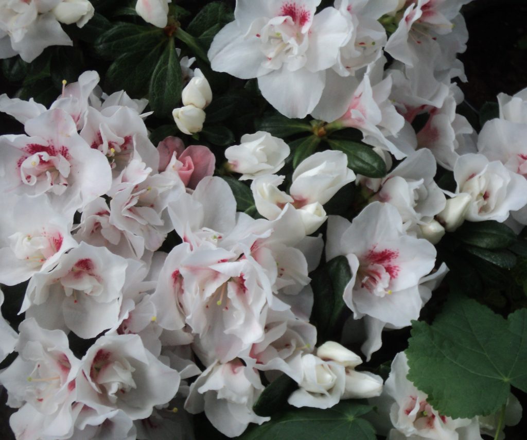 Ingrijire azalee - invata cum sa ingrijesti planta Rhododendron