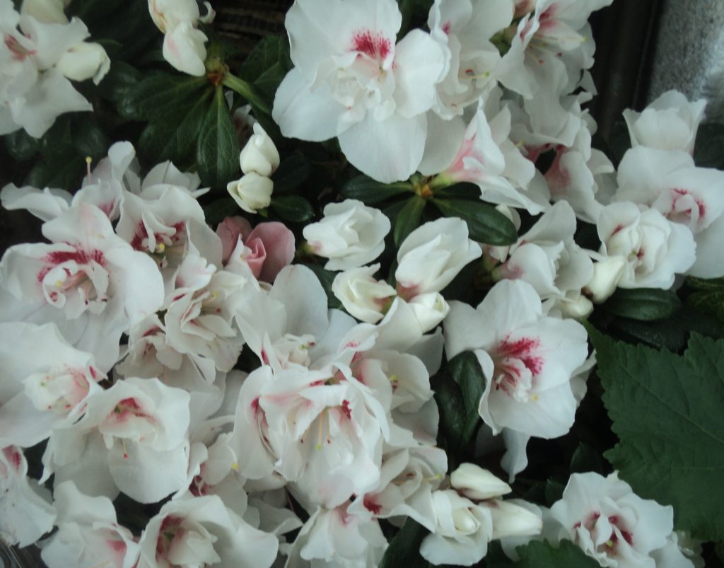 Ingrijire azalee - invata cum sa ingrijesti planta Rhododendron