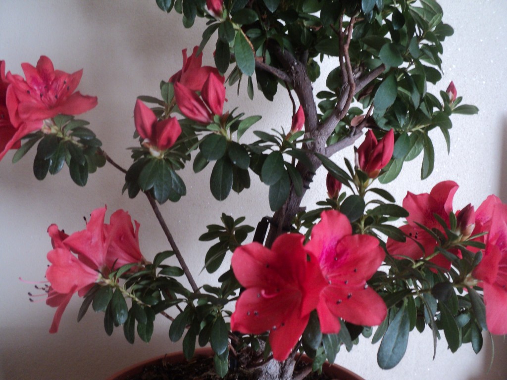 Ingrijire azalee - invata cum sa ingrijesti planta Rhododendron