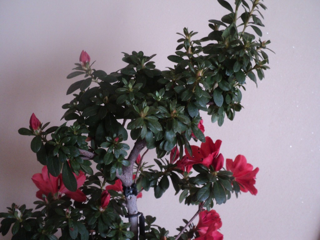 Ingrijire azalee - invata cum sa ingrijesti planta Rhododendron