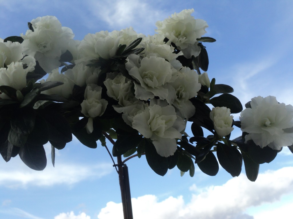 Ingrijire azalee - invata cum sa ingrijesti planta Rhododendron